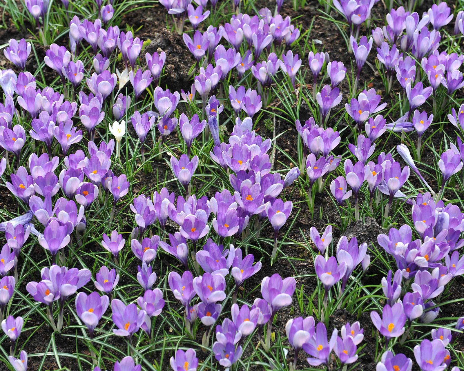 Types of crocus: 12 spring-flowering bulbs | Gardeningetc