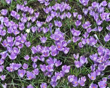 Types of crocus: 12 spring-flowering bulbs | Gardeningetc