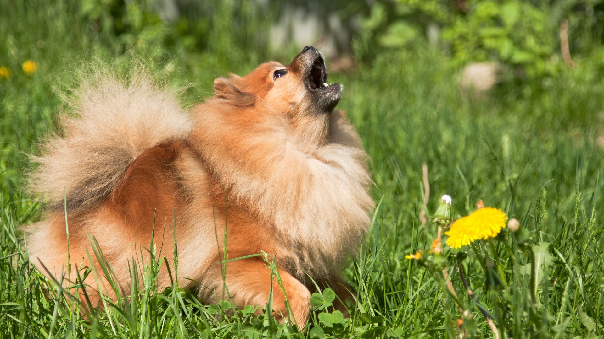 Exhausted by your dog’s reactive behavior? These 3 simple tips from a ...