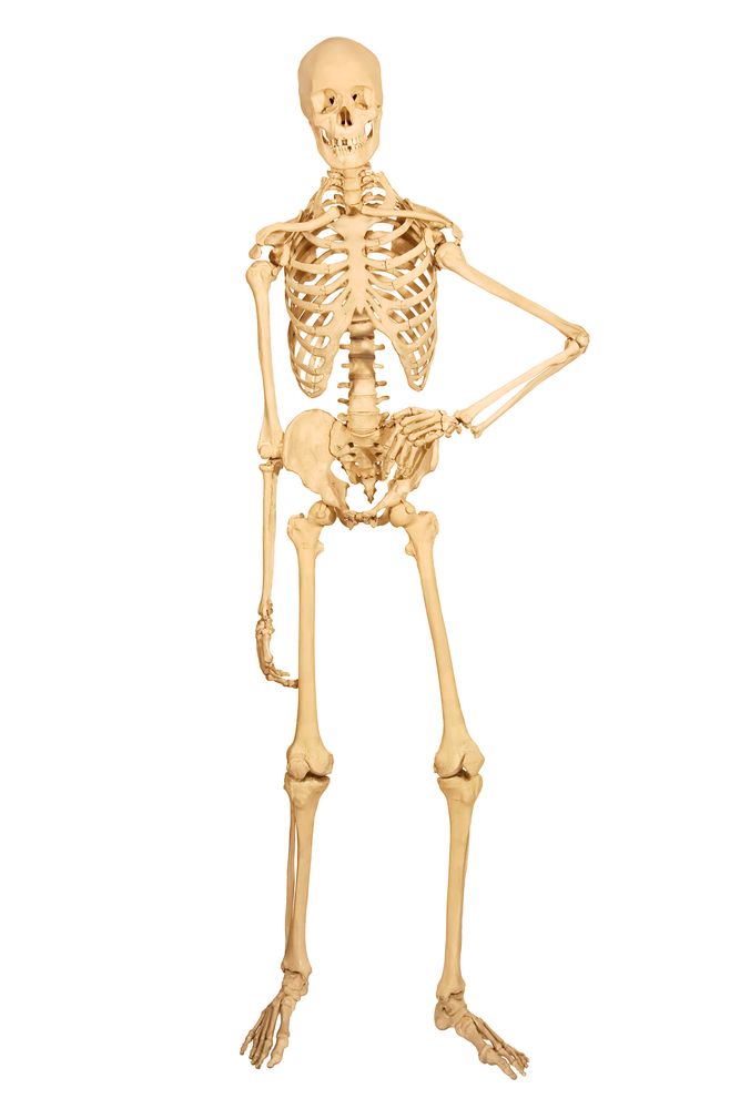 5 Major Functions Of The Skeletal System Slide Share