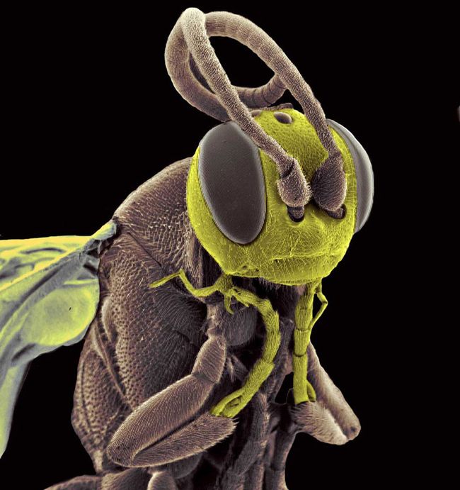 Microscopic Monsters: Gallery of Ugly Bugs | Live Science