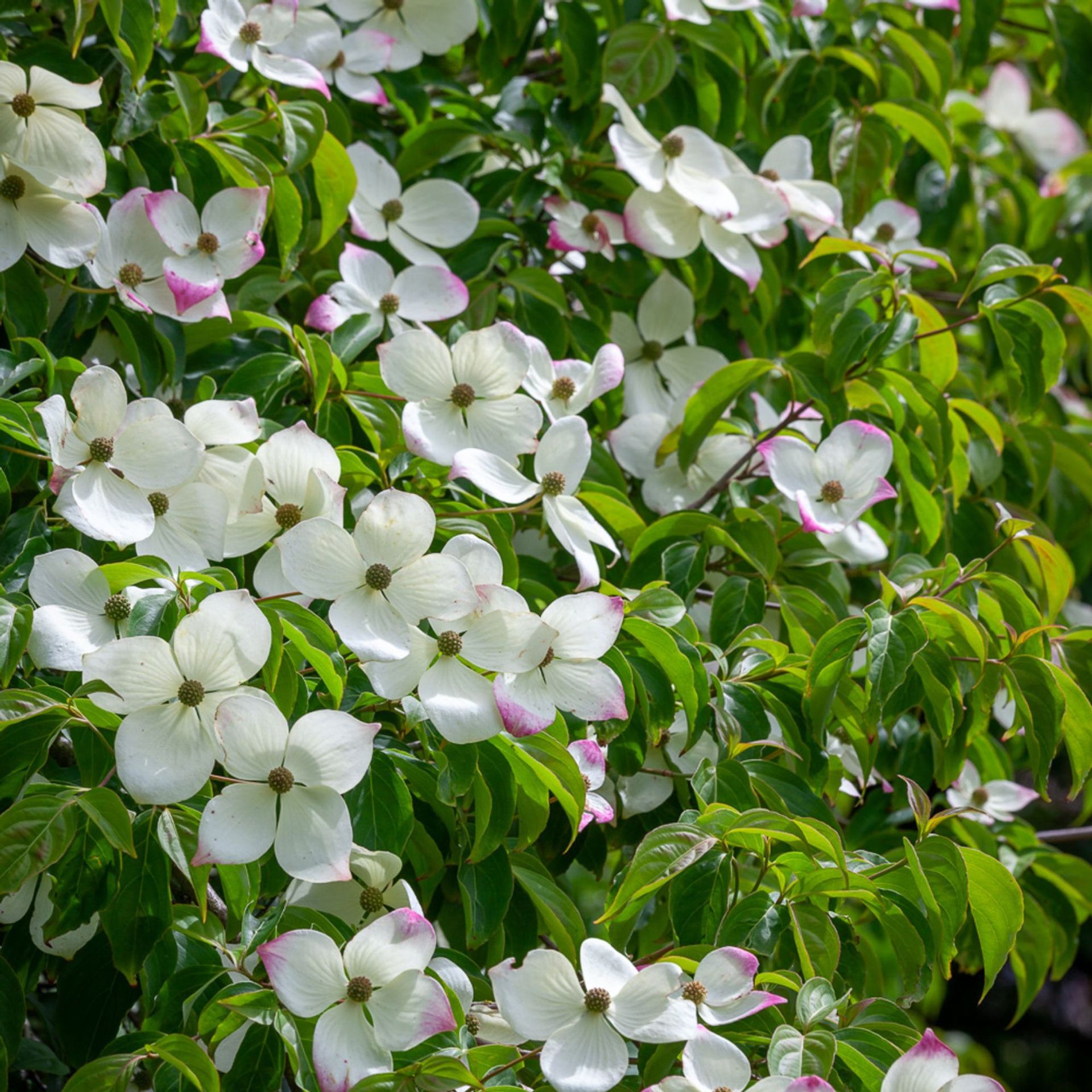 Best trees to plant close to a house and which ones to avoid | Ideal Home