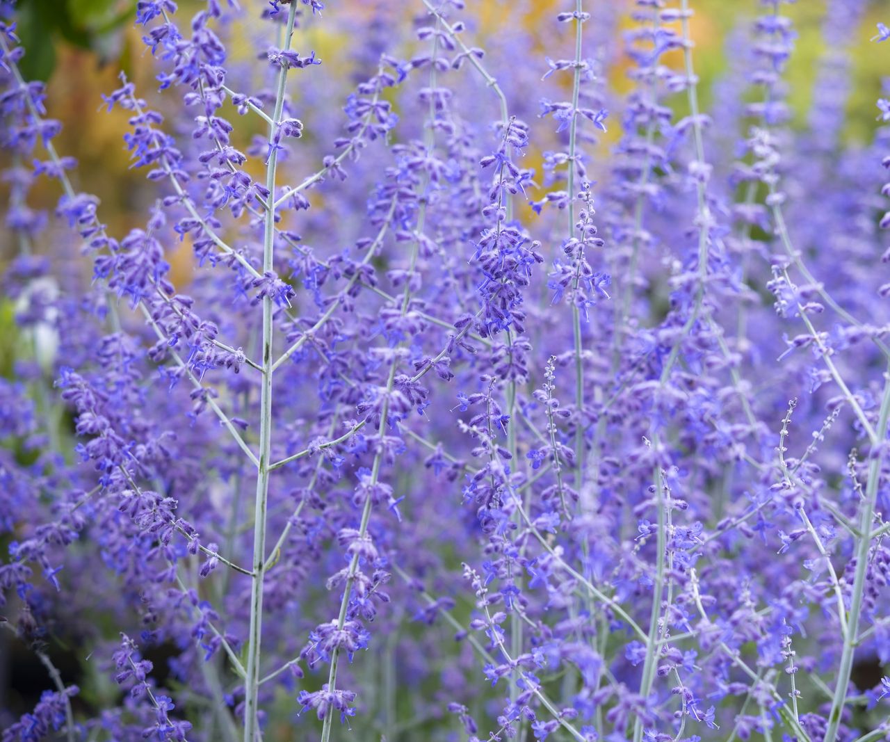 Best tall perennial flowers: natural screening and privacy | Homes and ...