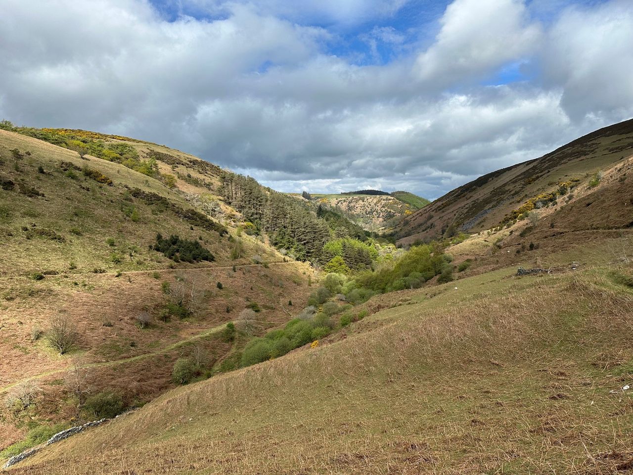 Temperate rainforests are being planted all over Britain — what are ...