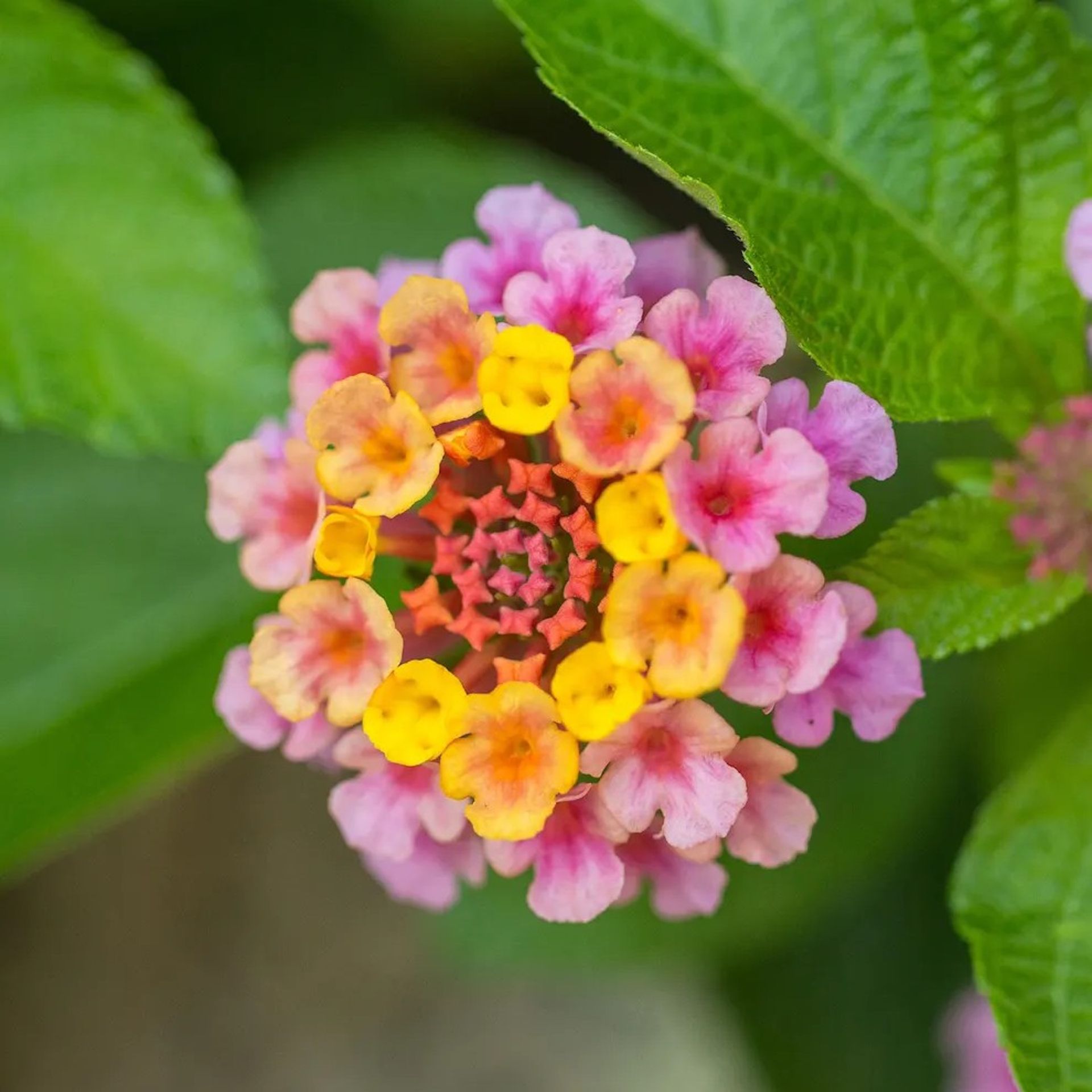 How to grow lantana in pots: easy to grow container plants | Homes and ...