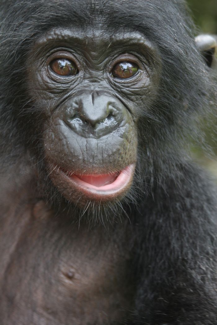 Bonobos Invade 'Planet of the Apes' | Live Science