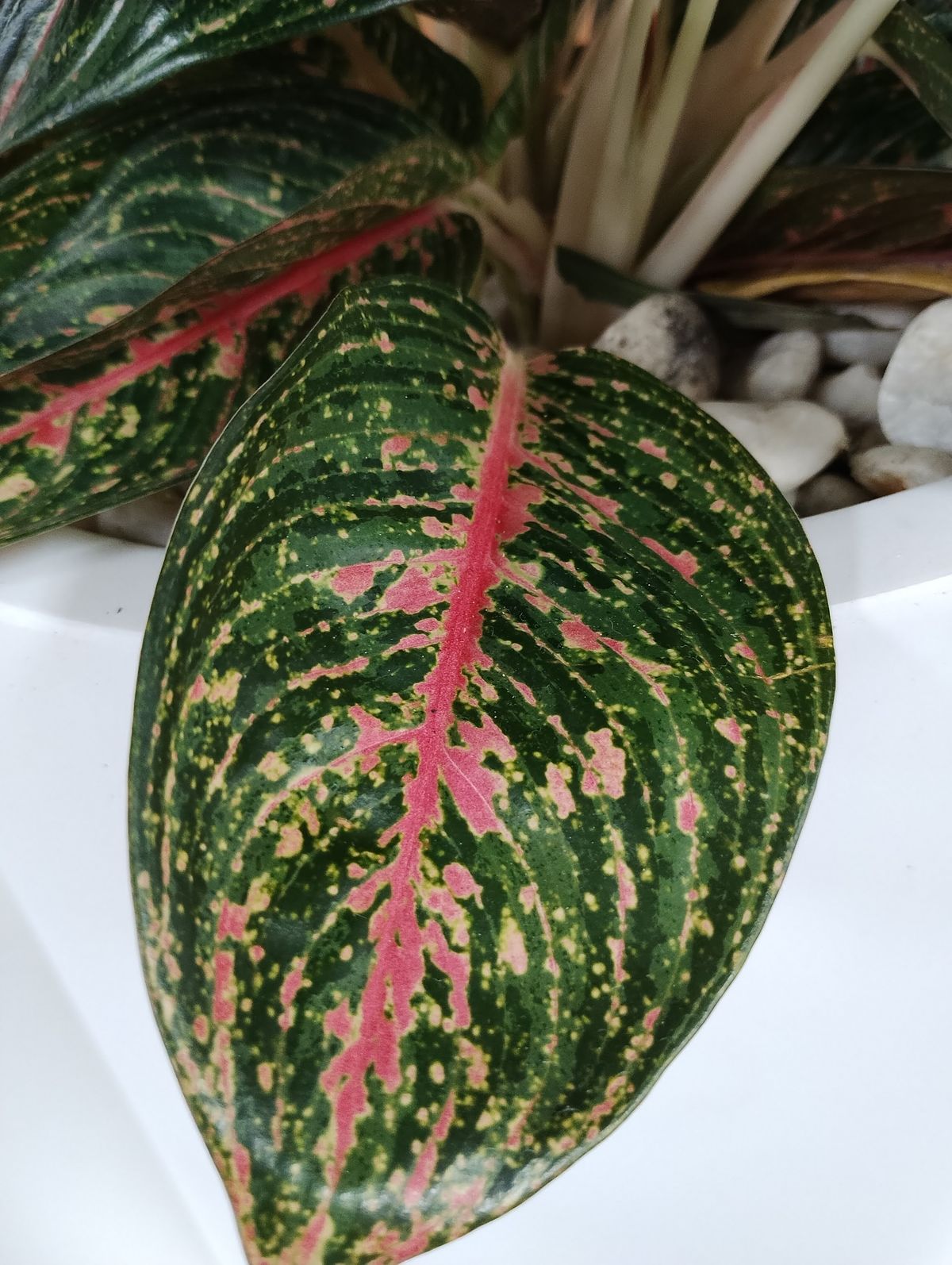 Moto G53 5G review: an affordable phone with too many compromises ...