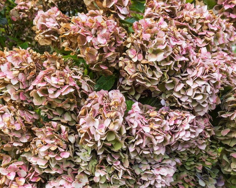 Top tips for deadheading hydrangeas | Gardeningetc