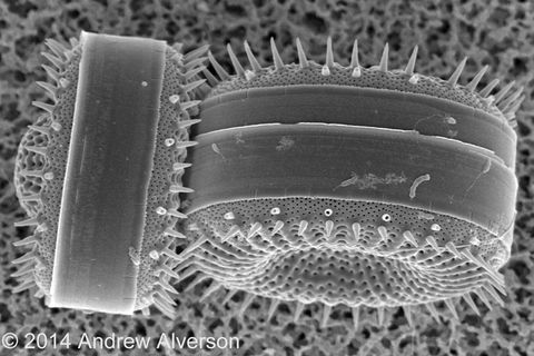 The Diversity of Diatoms | Live Science