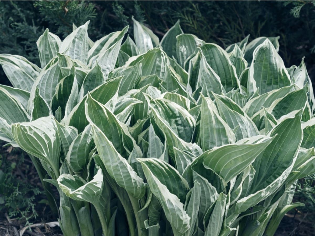 Hosta Southern Blight Fungus – Treating A Hosta With Southern Blight ...