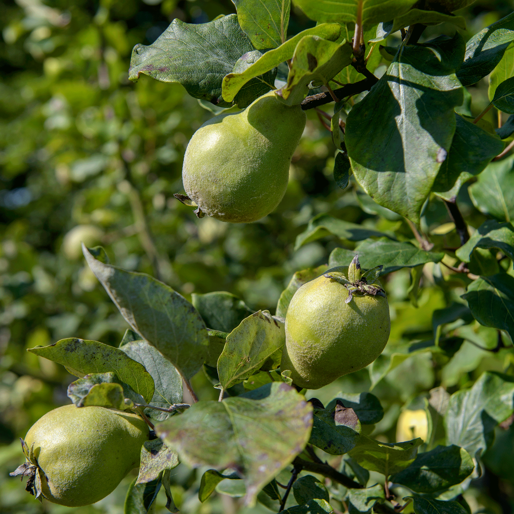 How to test for nutrient deficiencies in soil - and how to fix it ...