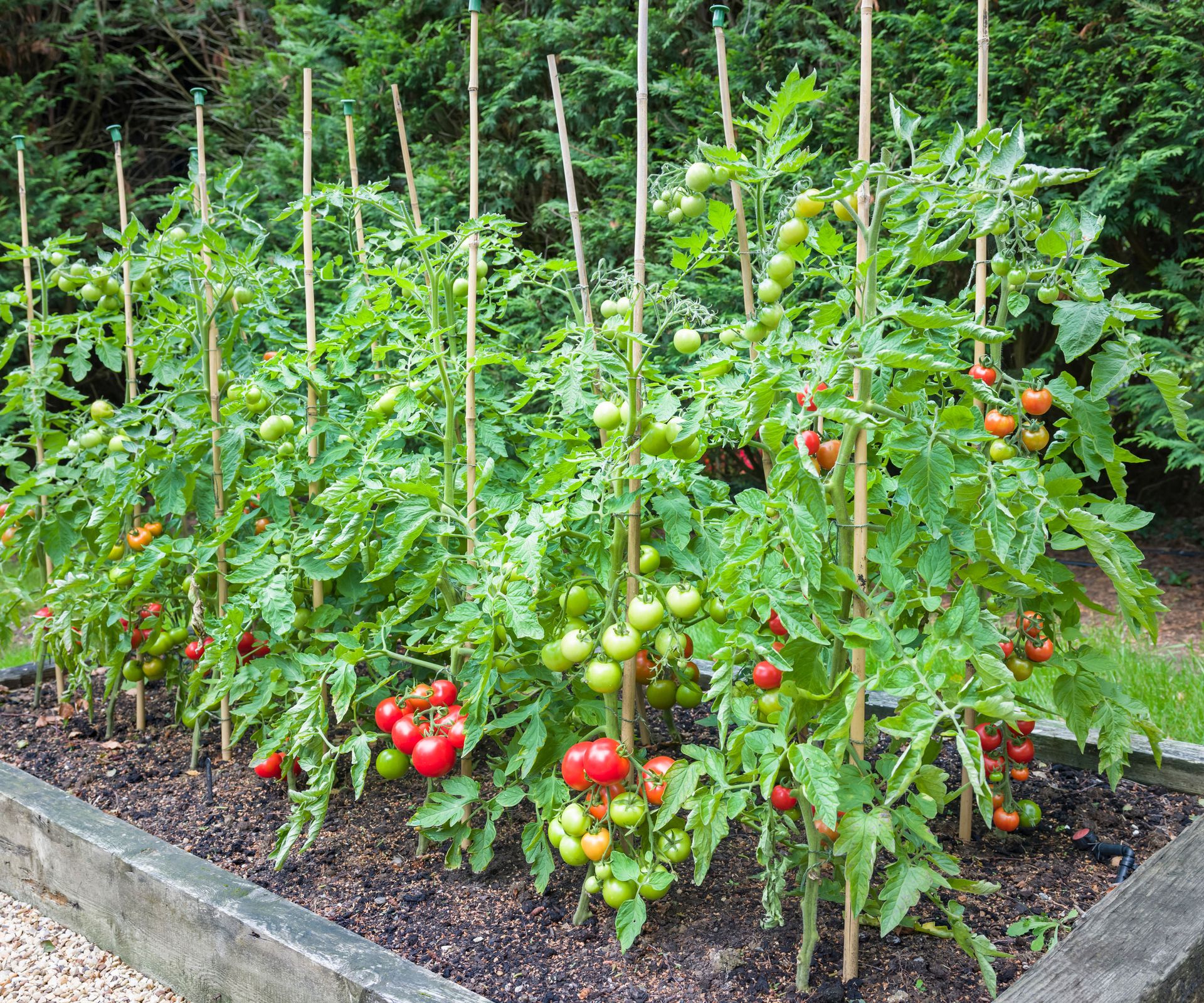 Best Indeterminate Tomatoes For Harvesting All Summer Long | Gardening ...