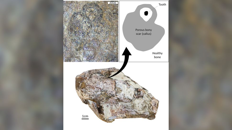 Ancient saber-toothed 'gorgons' bit each other in ritualized combat ...