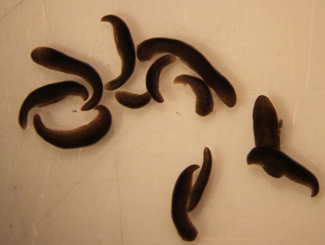 Worm Grows 2 Heads in Space, Surprising Scientists | Live Science