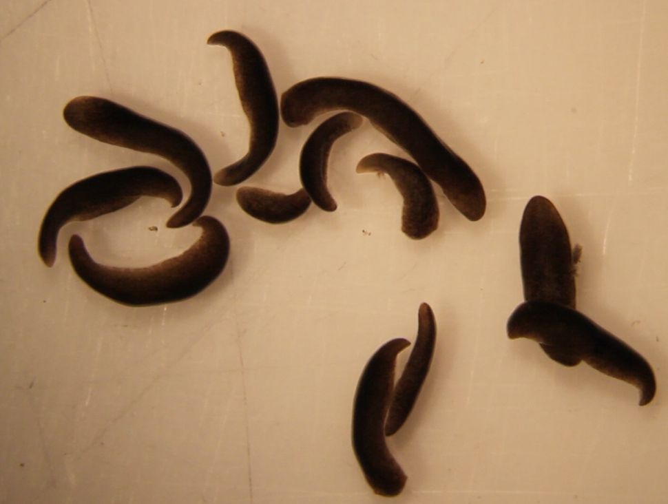 Worm Grows 2 Heads in Space, Surprising Scientists | Live Science