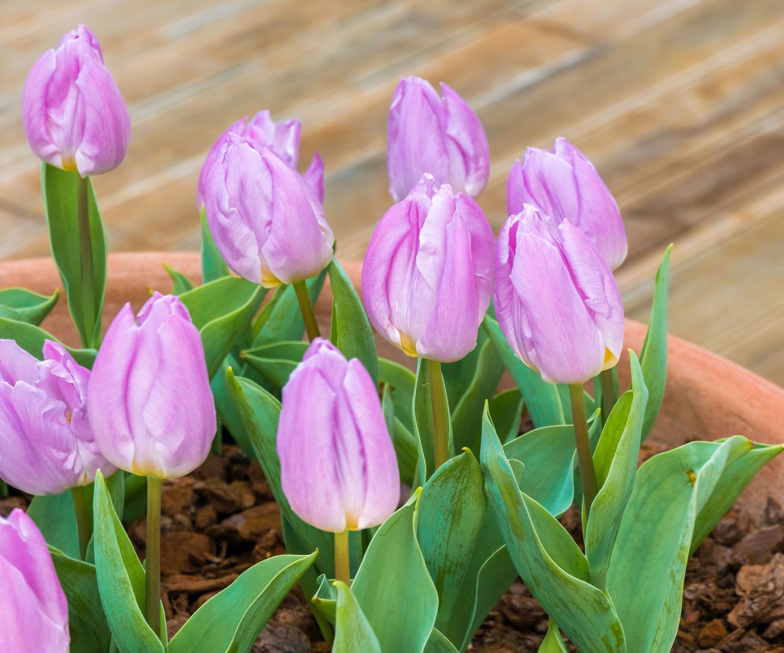 Blooming Spring Containers: 8 Potted Flowers For Spring | Gardening ...