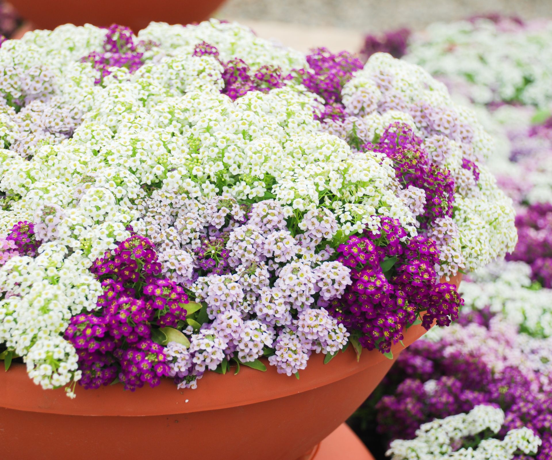 6 Bad Container Gardening Habits You Need To Ditch | Gardening Know How