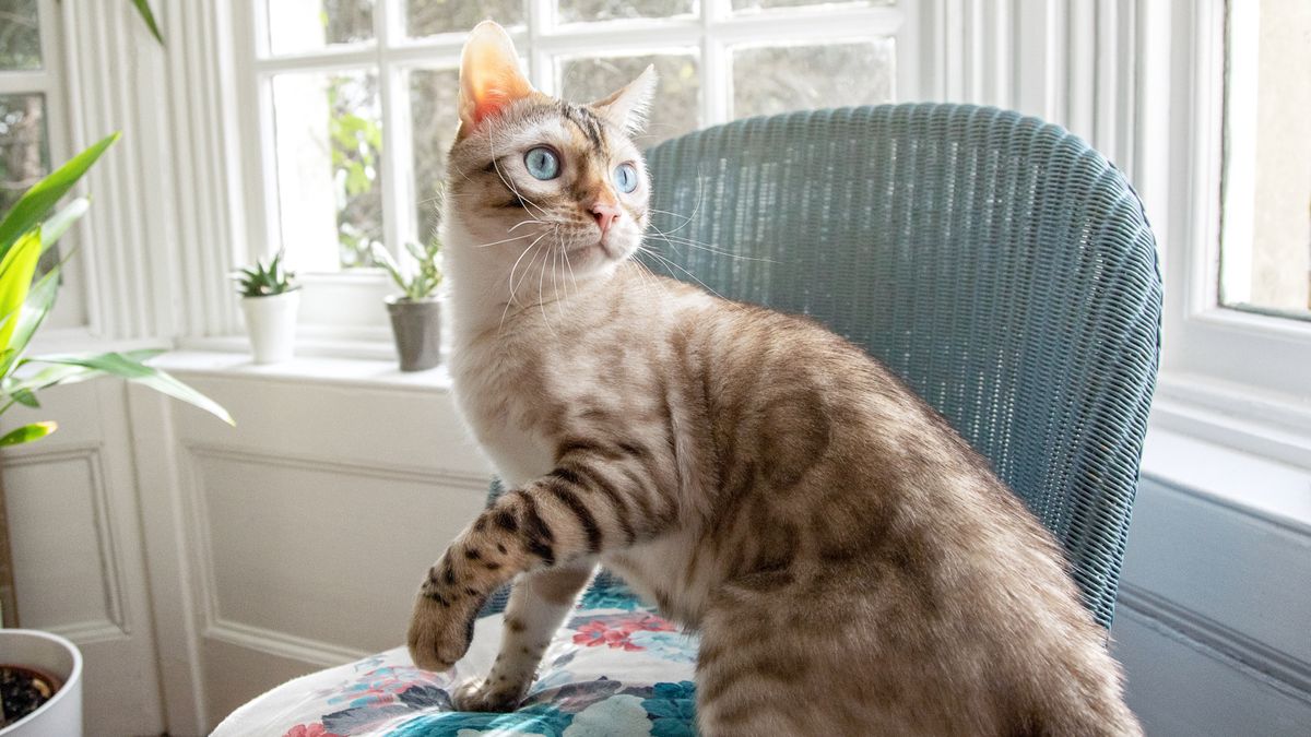 32 cat breeds with the biggest meows | PetsRadar