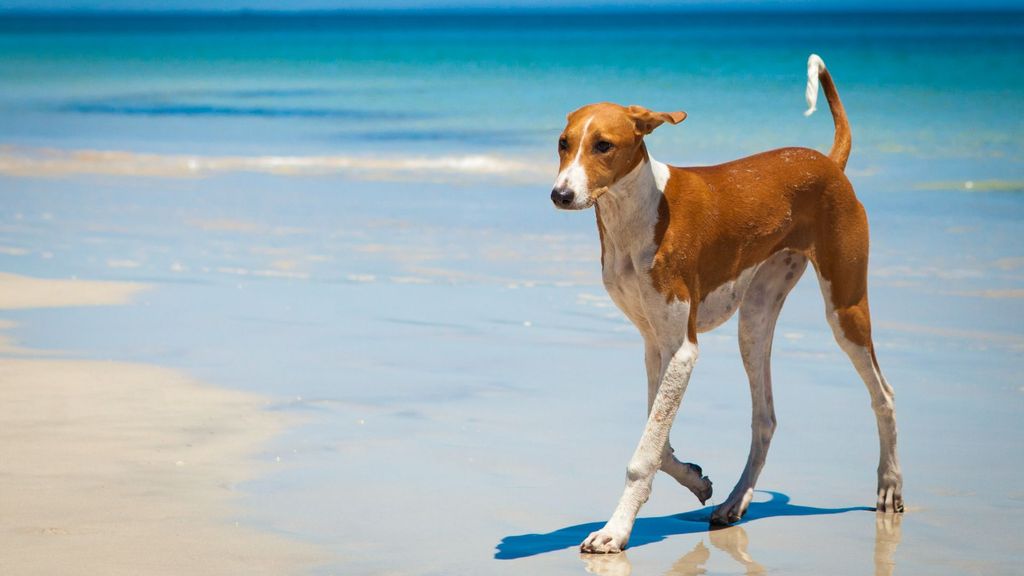 Sighthounds: What they are and the different types | PetsRadar