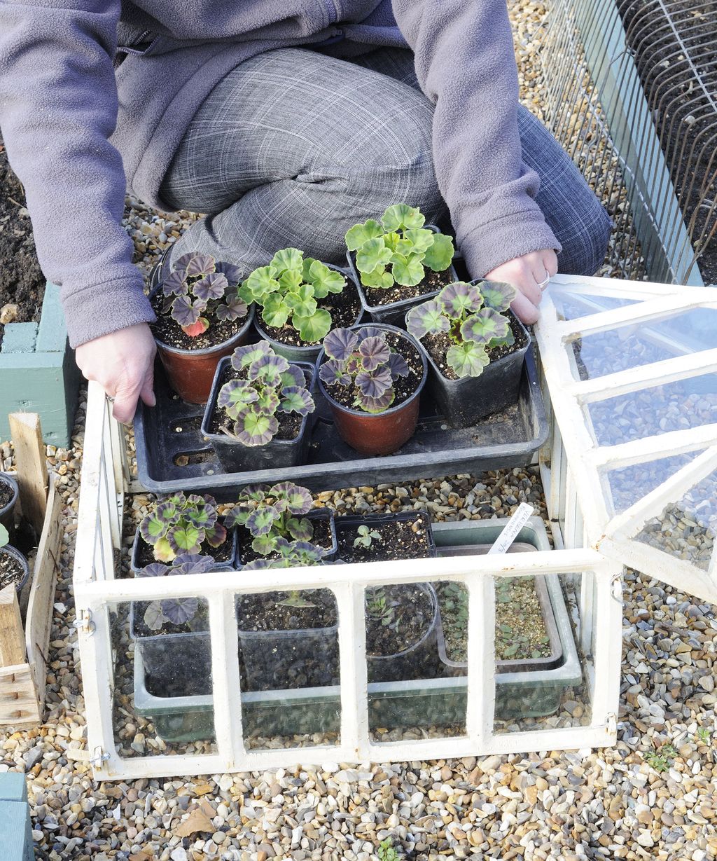 7 Planting Mistakes That Will Ruin Seedlings & Tender Plants ...