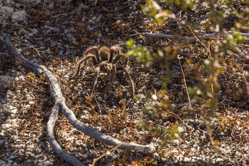 Desert Tarantulas: Photos of the Amazing Arachnids of the Sonoran ...