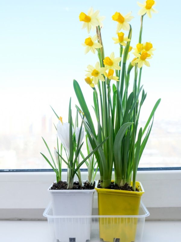 Tips & Information about Daffodils - Page 2 | Gardening Know How