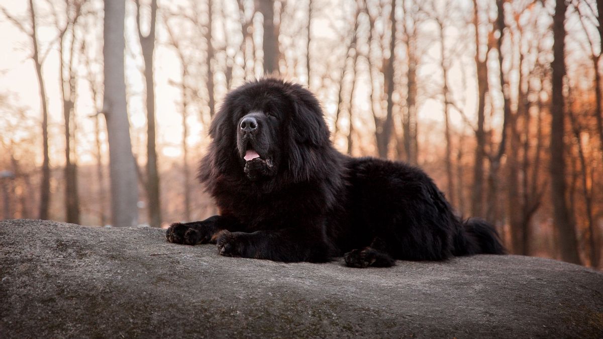 32 best dogs for introverts | PetsRadar