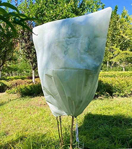 How to protect plants from frost - 9 tips from experts | Ideal Home