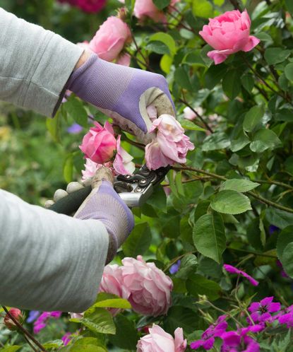 Rose diseases: expert tips on how to spot and combat them | Homes and ...