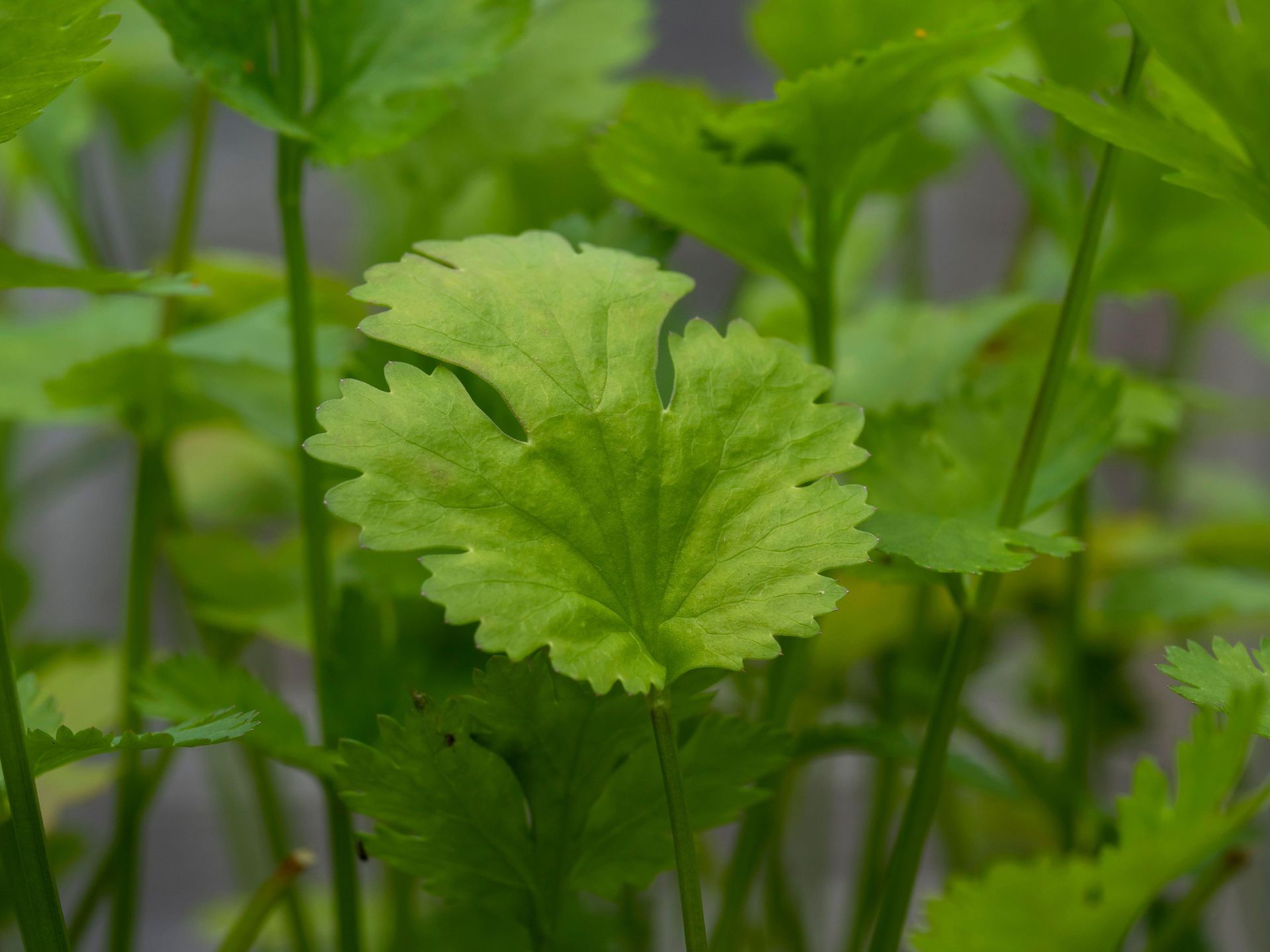 How to grow cilantro: tips on sowing, growing and harvesting this ...