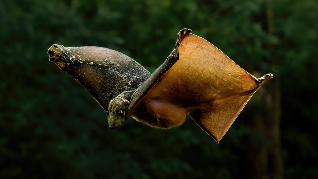 Colugo: The 'flying lemur' that doesn't fly and isn't a lemur | Live ...