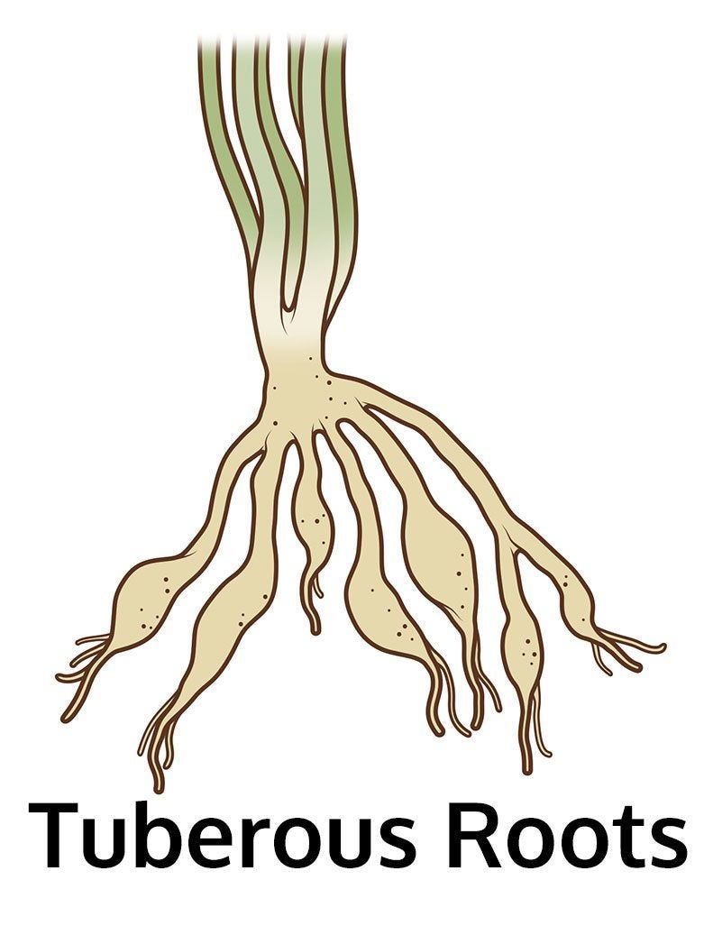 Bulb Plant Types: What Are The Different Types Of Bulbs | Gardening ...