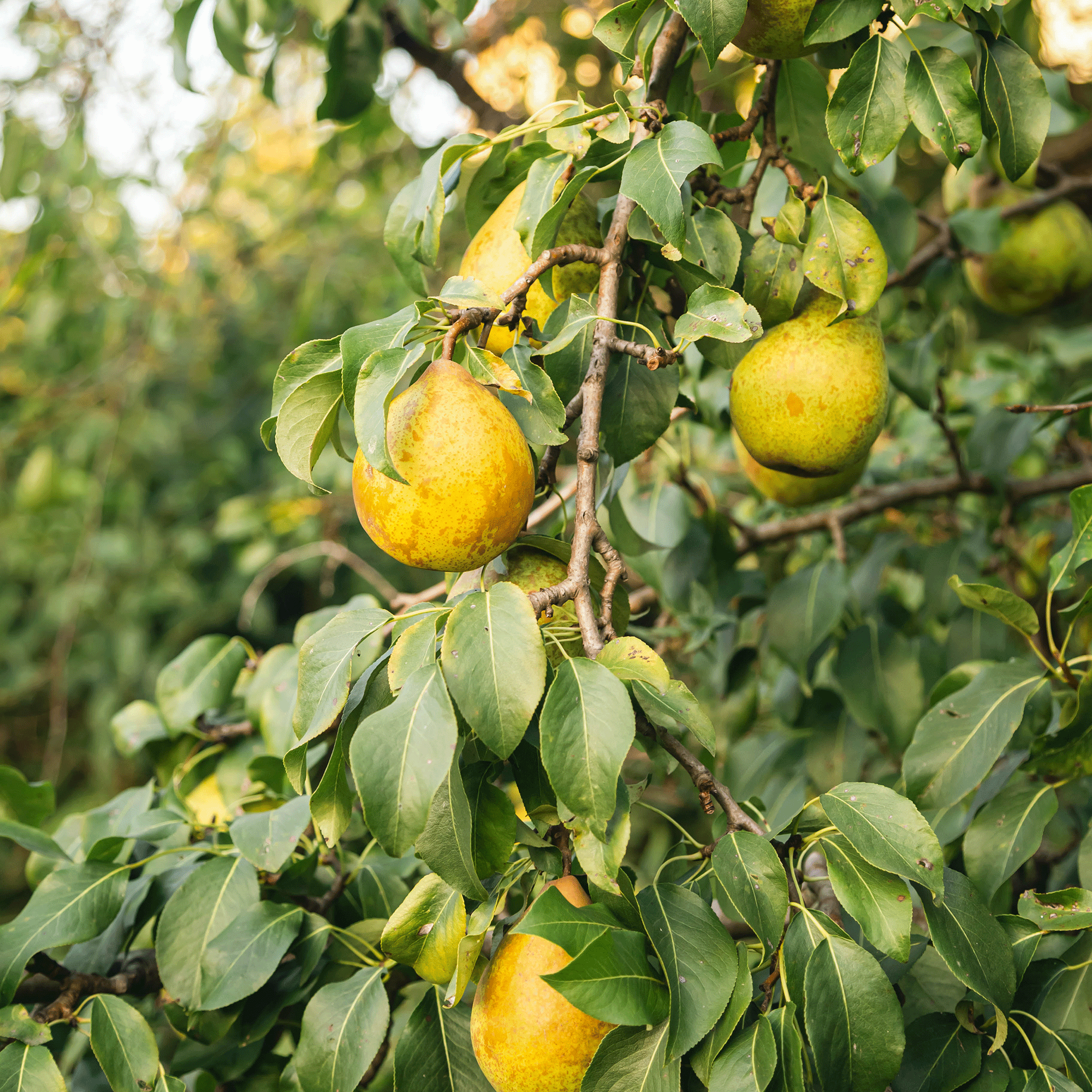 When to prune pear trees to ensure a fruitful harvest | Ideal Home