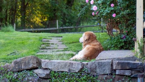 13 budget-friendly backyard ideas for dogs | PetsRadar