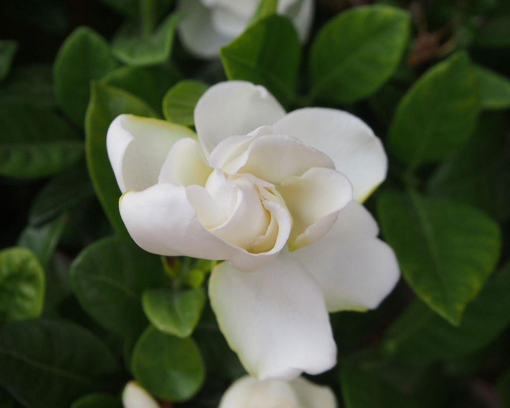 Night-scented plants: 10 to grow in an entertainment garden | Homes and ...