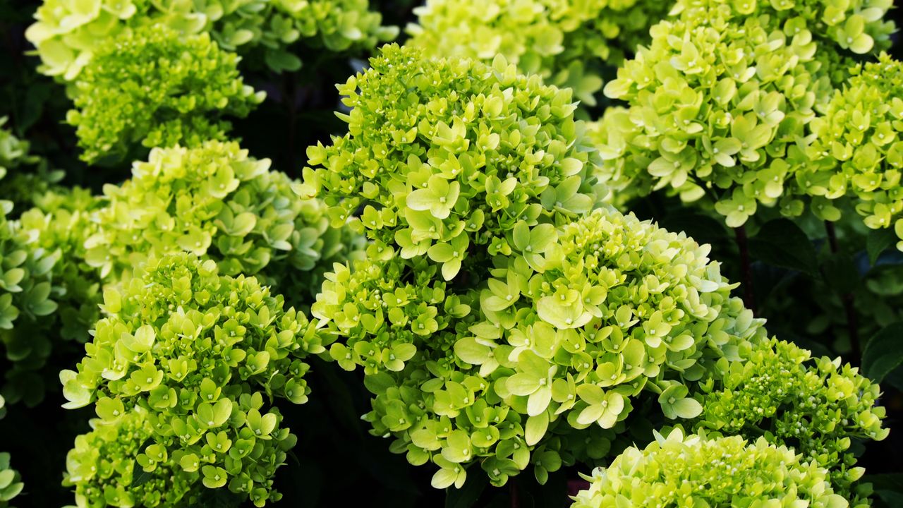 Grow Little Lime Hydrangea For A Citrus Splash In Containers ...