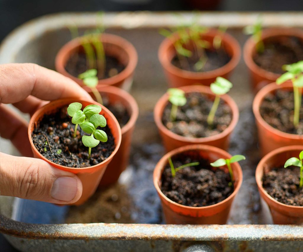 How to stop green mold from growing on a seedling tray | Homes and Gardens