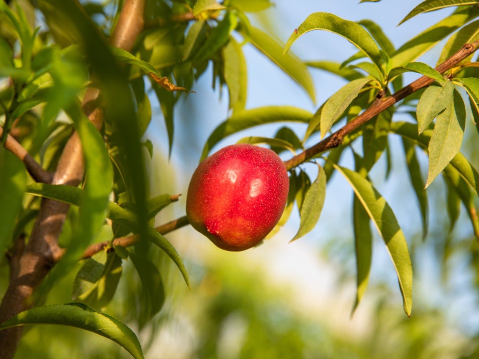 Nectarine Tree Care - How And Where Do Nectarines Grow | Gardening Know How