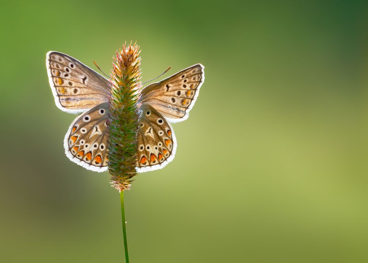 Follow these 4 easy steps for better butterfly photography | Digital ...