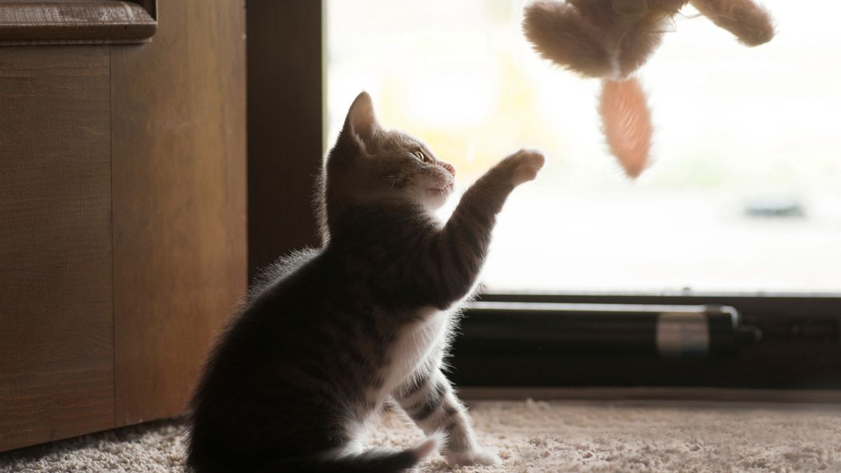 32 differences between a kitten and a cat | PetsRadar