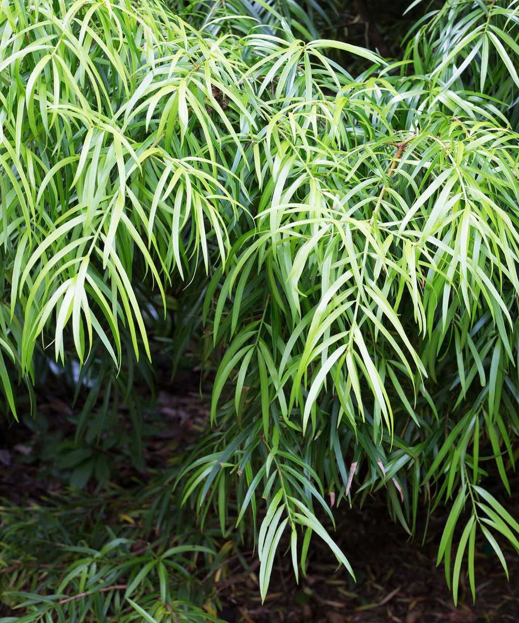 Podocarpus care and growing guide: top tips for these trees | Homes and ...