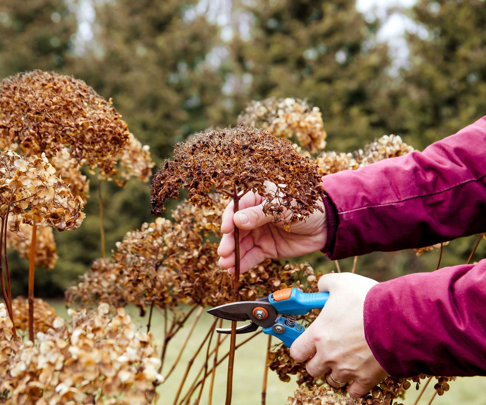 When and how to deadhead hydrangeas: expert advice for these popular ...