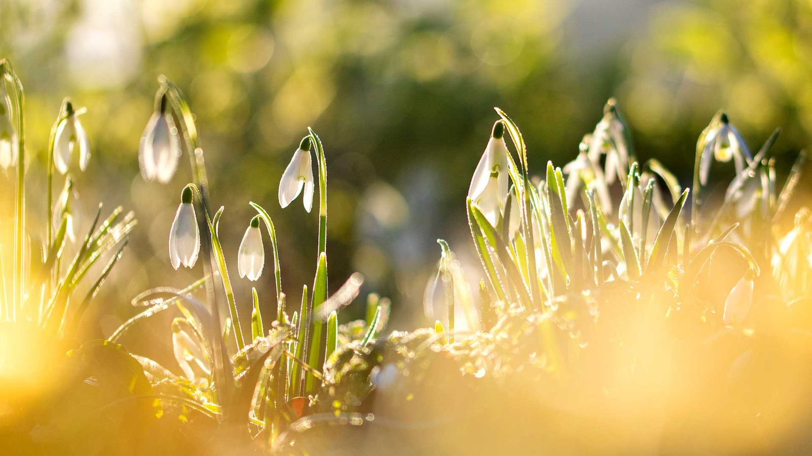 How to grow snowdrops in February: experts share tips | Woman & Home
