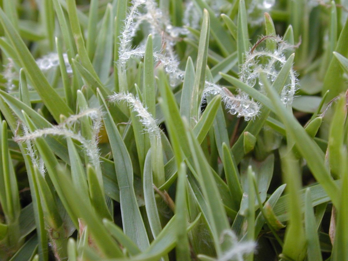 Kikuyu grass seed store
