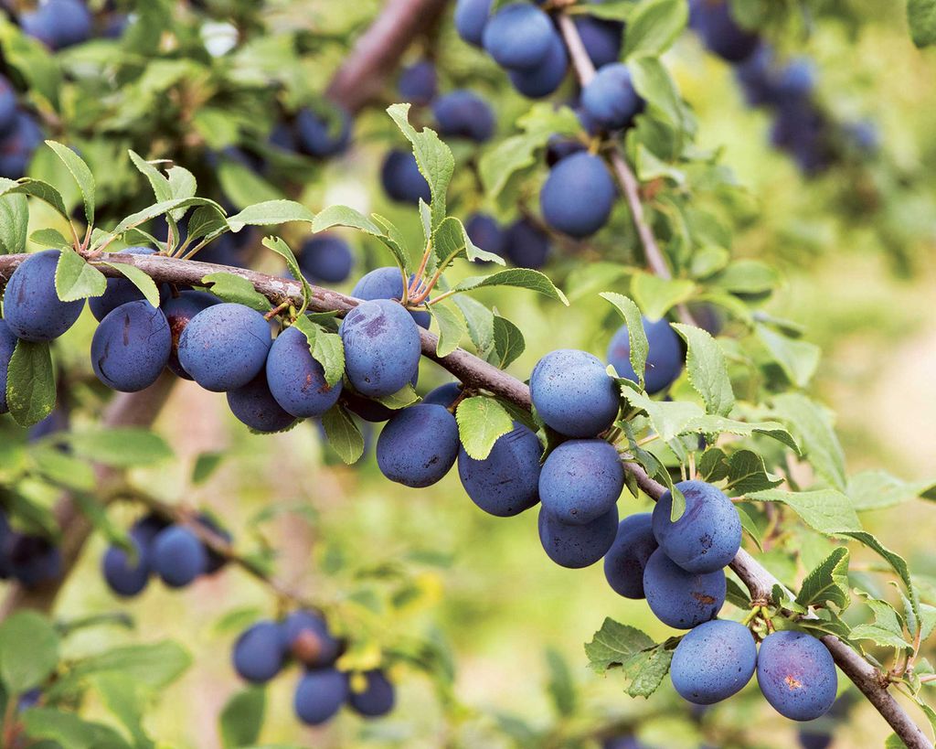 Greengages, plums and damsons – what's the difference? | Gardeningetc