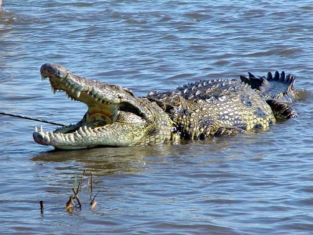 Global Warming Could Doom Male Crocodiles | Live Science
