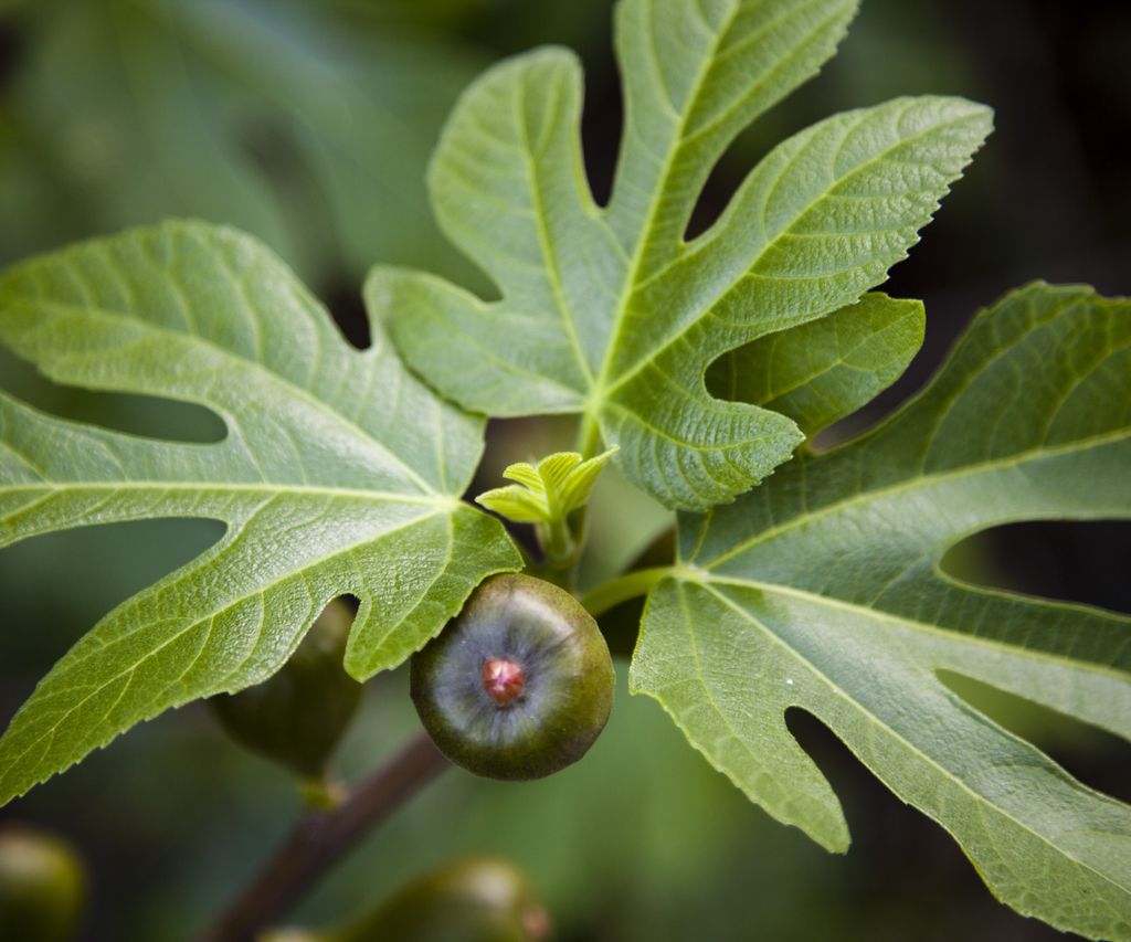 Best fruit trees for small gardens: 8 compact varieties | Homes and Gardens