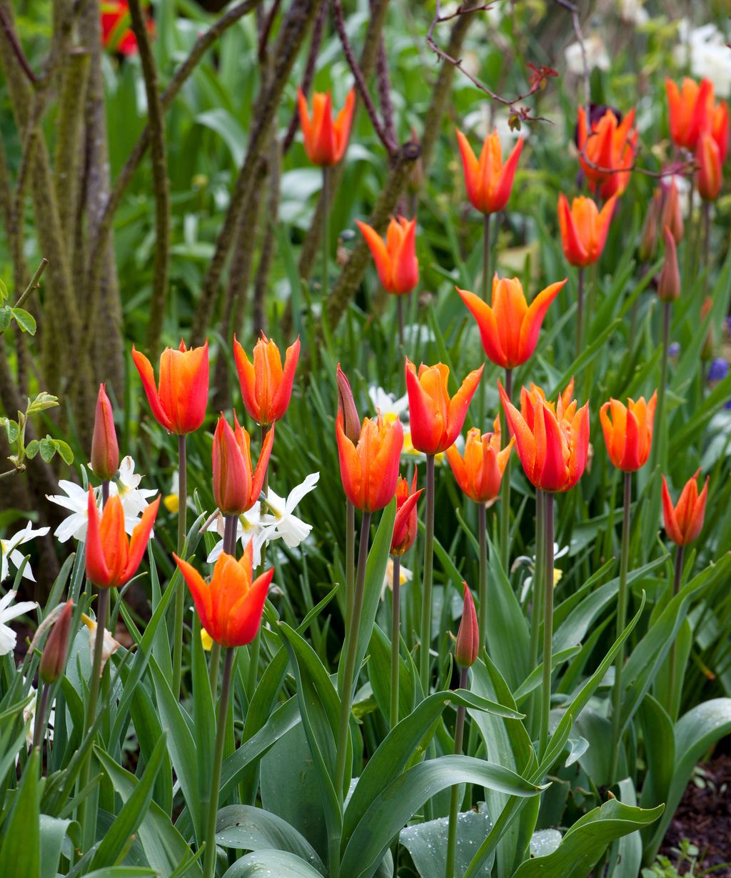 Tour this famed garden designer's English spring garden | Homes and Gardens