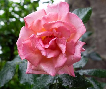 Best climbing roses: 12 romantic plants for scent and color | Homes and ...