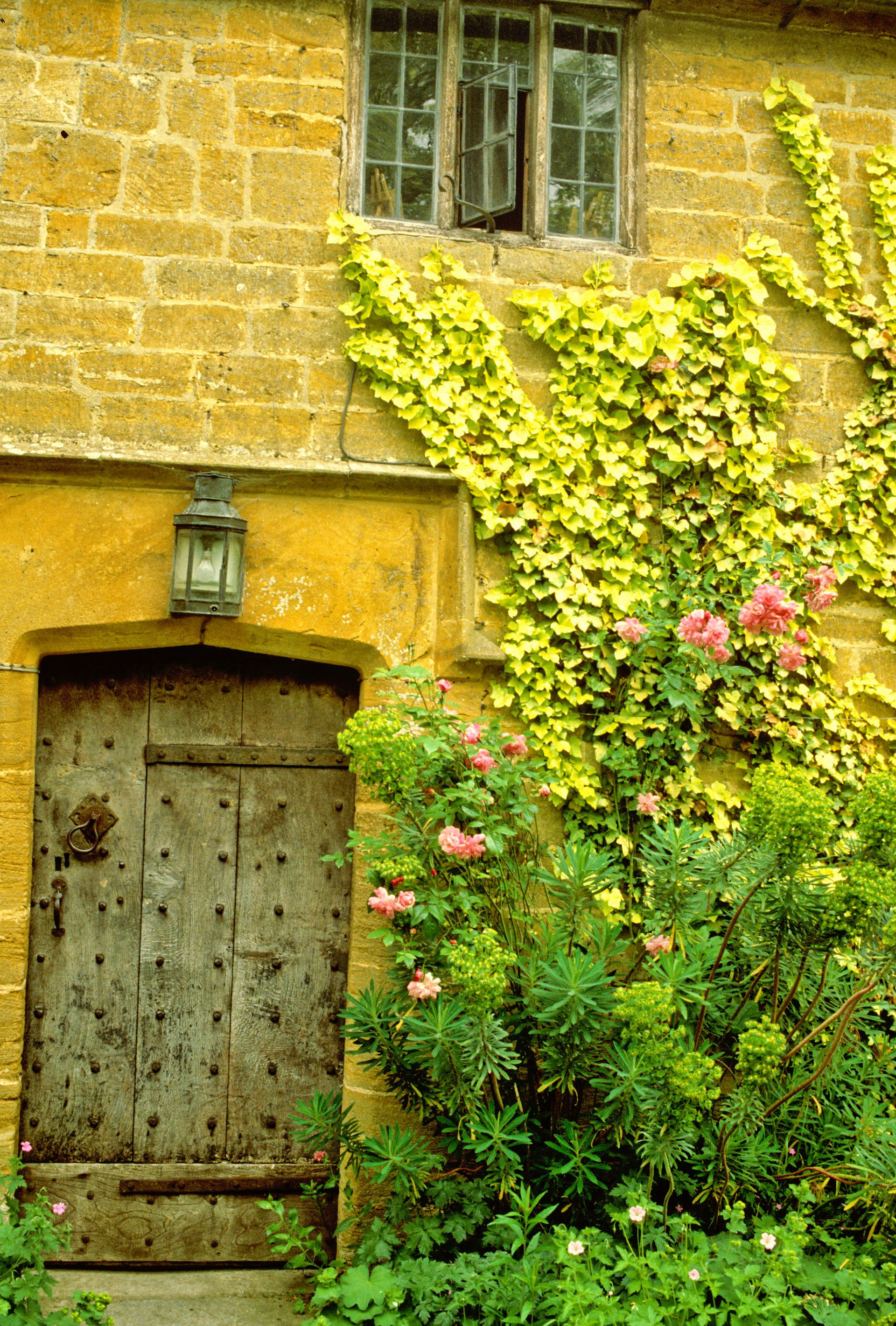 Best evergreen climbers:10 evergreen climbing plants | Homes & Gardens